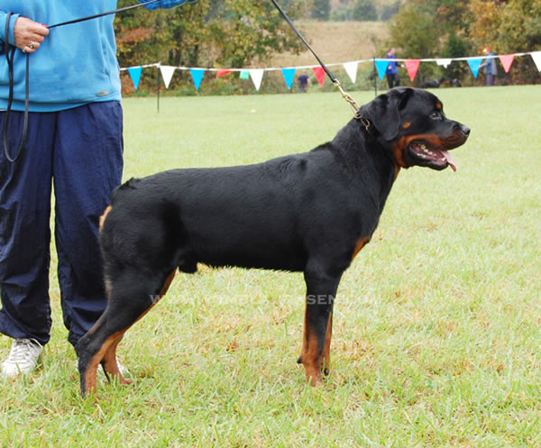 ROTTWEILER PUPPIES MALES 9-12 Pictures | AIRK National Sieger Show 2009