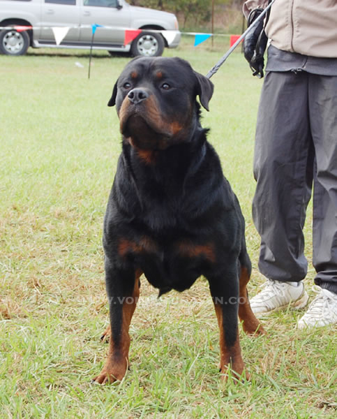 ROTTWEILER MALES OPEN CLASS Pictures | AIRK National Sieger Show 2009