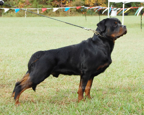 ROTTWEILER MALES OPEN CLASS Pictures | AIRK National Sieger Show 2009