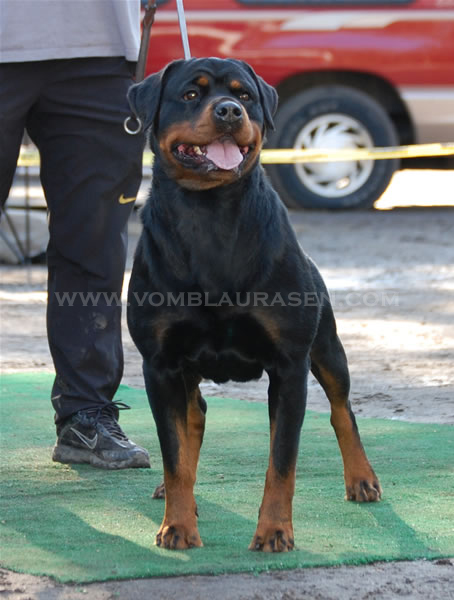 AIRK/SARK SIEGER SHOW 2010 Show Photo's