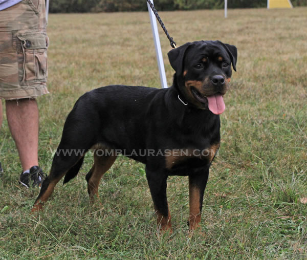 ARV National Sieger Show 2010 | Show Photography | 2010 USRC National ...
