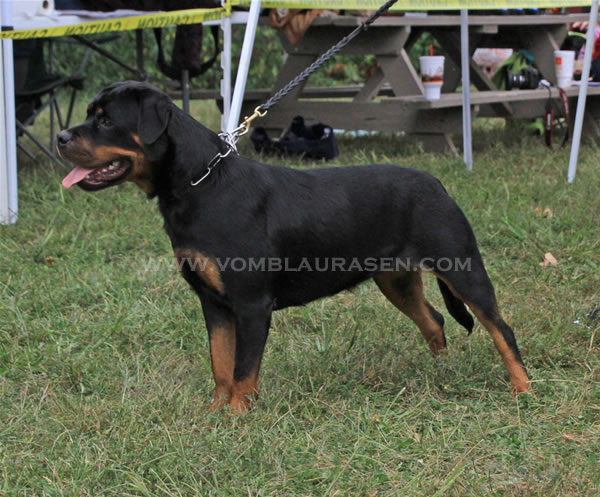 ARV National Sieger Show 2010 | Show Photography | 2010 USRC National ...