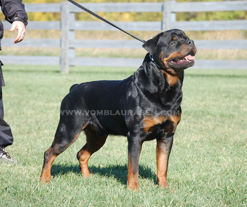 USRC NC Regional Sieger Show, BST and ABST 2008